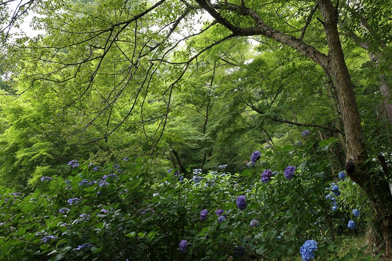 2015/06/12 高幡不動尊 あじさい祭り！（3） - morinoki2011