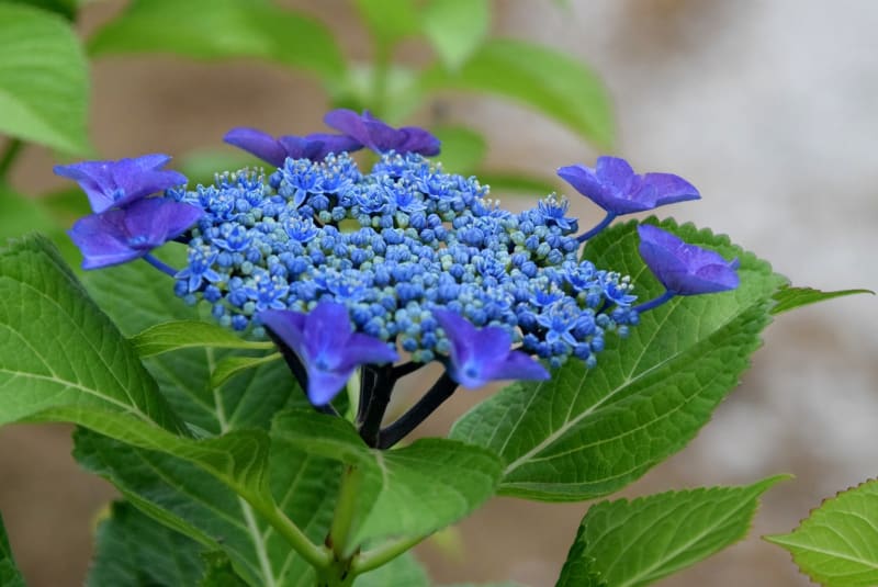 ガクアジサイ~隅田の花火 - 翡翠 (かわせみ) ガクアジサイ~隅田の花火 - 翡翠 (かわせみ)