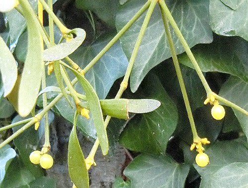 この時期になって宿り木が目に付きました。 - 花と徒然なるままに この時期になって宿り木が目に付きました。 - 花と徒然なるままに