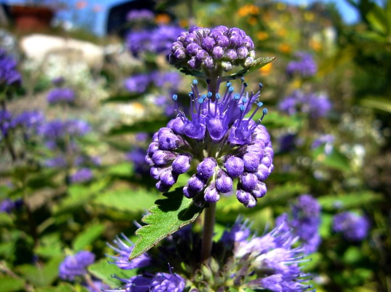 紫色の秋の花ふたつ♪ - いつもiらしく 紫色の秋の花ふたつ♪ - いつもiらしく