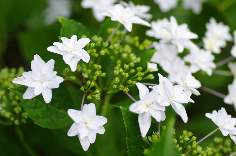紫陽花 (おかめ、隅田の花火) - めいすいの写真日記 紫陽花 (おかめ、隅田の花火) - めいすいの写真日記