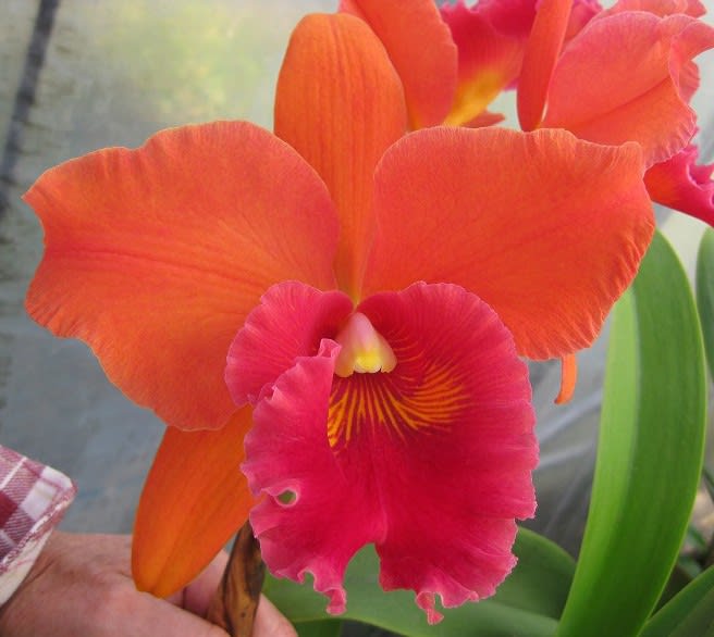 ○Rlc. Tzeng-Wen Sunset'Orange' - カトログ !! ~ カトレヤ ○Rlc. Tzeng-Wen Sunset'Orange' - カトログ !! ~ カトレヤ