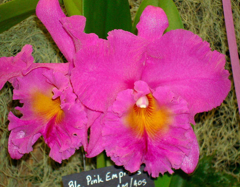 ◇Rlc. Pink Empress'Ju-Sen' - カトログ !! ~ カトレヤ交配種 ◇Rlc. Pink Empress'Ju-Sen' - カトログ !! ~ カトレヤ交配種