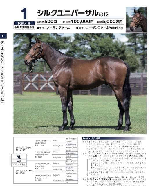 ディープインパクト産との相性の悪さ☆ - Ragged_Kingdom_Horse ディープインパクト産との相性の悪さ☆ - Ragged_Kingdom_Horse