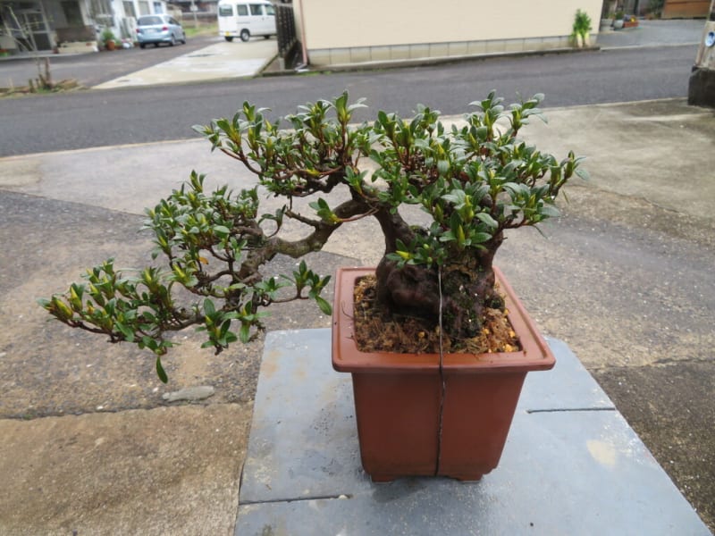 深山霧島、皐月盆栽の植え替え、カンアオイも咲き始める。 他 深山霧島、皐月盆栽の植え替え、カンアオイも咲き始める。 他