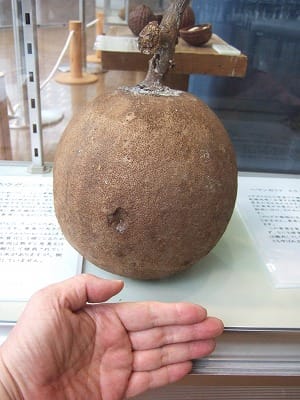 世界最大の種子 - 樹樹日記 世界最大の種子 - 樹樹日記