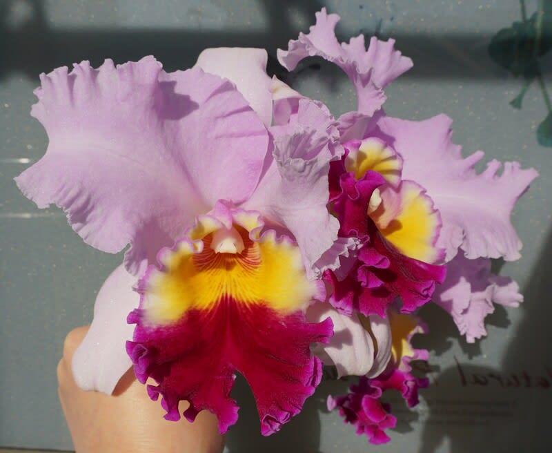 Rlc. Kobe Star'Pearl Bridge' - カトログ !! ~ カトレヤ交配種 Rlc. Kobe Star'Pearl Bridge' - カトログ !! ~ カトレヤ交配種