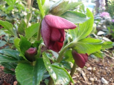 エリア5:2月の花壇:寄植え鉢とクリスマスローズ - Niwa エリア5:2月の花壇:寄植え鉢とクリスマスローズ - Niwa