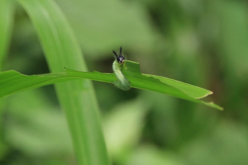 8月の 蝶と虫 - 曜日のない暮らし 8月の 蝶と虫 - 曜日のない暮らし