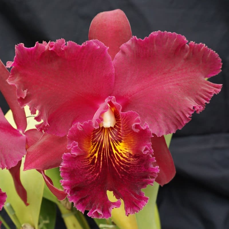 Rlc. Chia Lin'Shin Shyn(新市)'画像集 - カトログ Rlc. Chia Lin'Shin Shyn(新市)'画像集 - カトログ