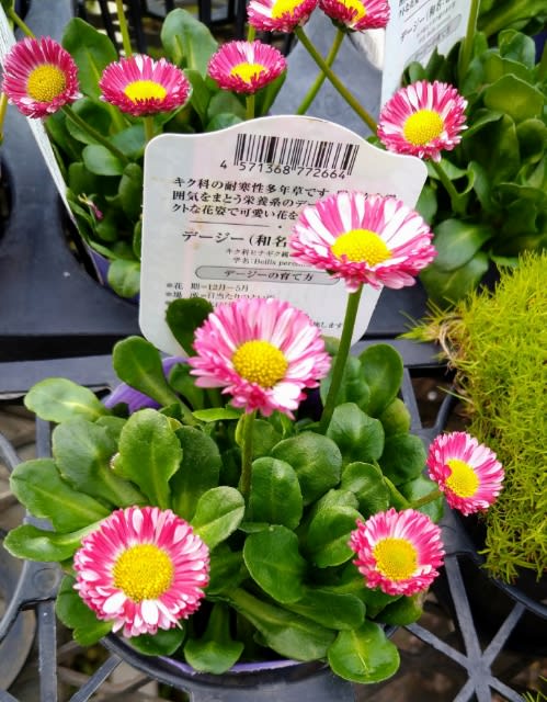 デージー キャンディーポップ - **玄関の花たちと小さな雑貨の部屋** デージー キャンディーポップ - **玄関の花たちと小さな雑貨の部屋**