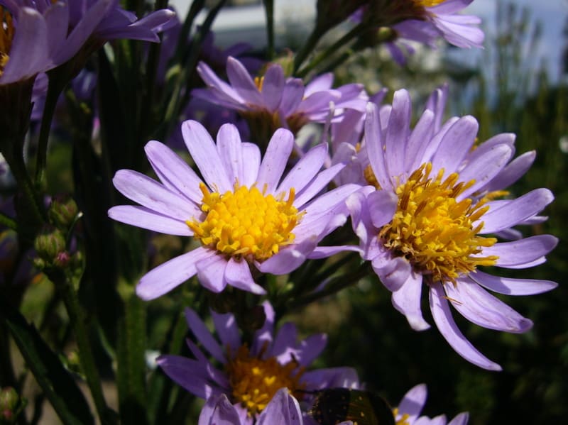 紫色の秋の花ふたつ♪ - いつもiらしく 紫色の秋の花ふたつ♪ - いつもiらしく