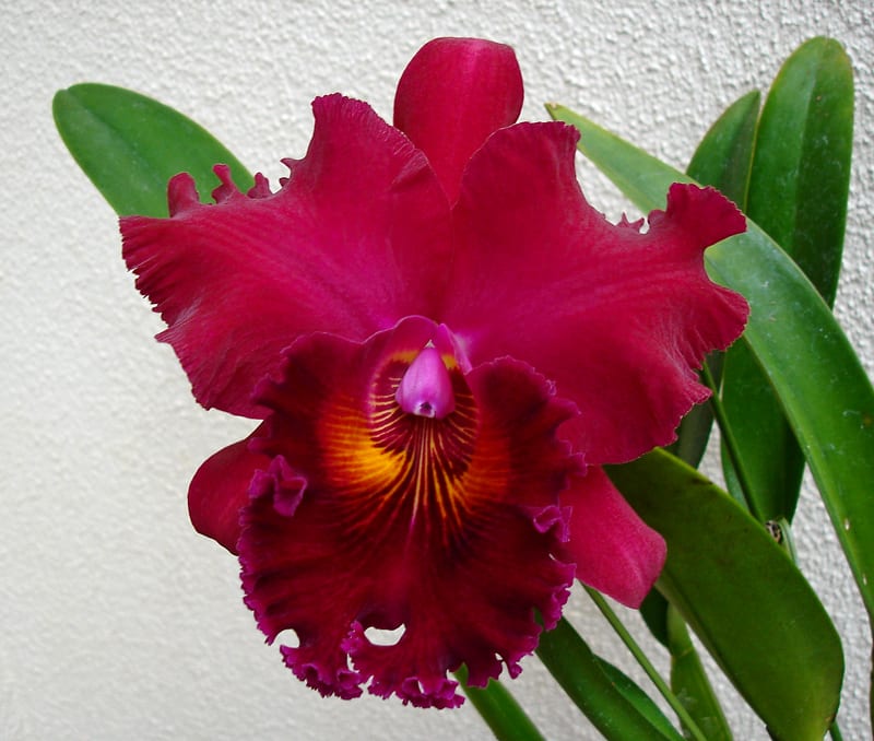 Rlc. Shinfong Unique'General #2' - カトログ !! ~ カトレヤ Rlc. Shinfong Unique'General #2' - カトログ !! ~ カトレヤ