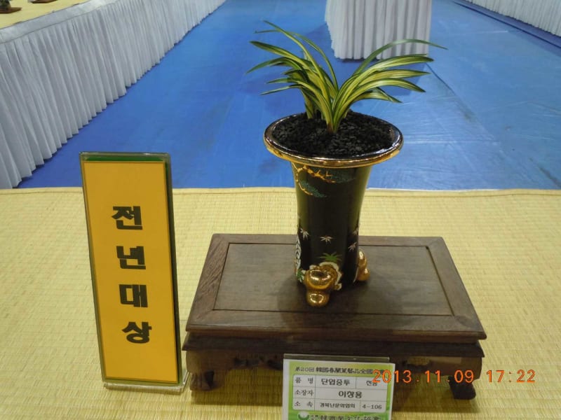 遅くなりました。韓国春蘭秋季柄物展にて - 花ごよみブログ 遅くなりました。韓国春蘭秋季柄物展にて - 花ごよみブログ