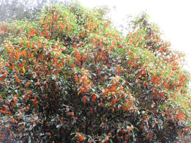 今年のキンモクセイはほぼ平年並で花数が多い - 里山悠々録 今年のキンモクセイはほぼ平年並で花数が多い - 里山悠々録