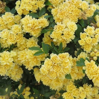幸運!!ソテツの花。 - gooブログはじめました! 幸運!!ソテツの花。 - gooブログはじめました!