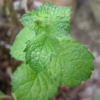 スペアミント(spearmint)の葉と花 - モノトーンでのときめき スペアミント(spearmint)の葉と花 - モノトーンでのときめき