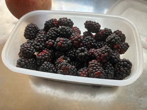 ナツフジ（夏藤）の蕾 - Awatenのんびりと