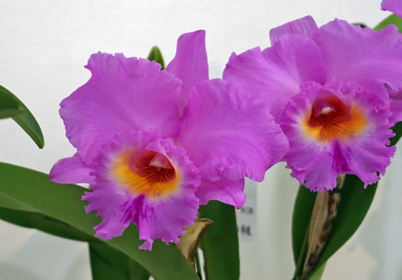 Rlc. Peggy O'Neill'Royal Lady'画像集 - カトログ Rlc. Peggy O'Neill'Royal Lady'画像集 - カトログ