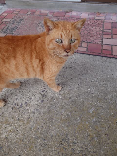 人が好き - 夢音(ゆのん)～風のおるごーる～ atelier JUNON