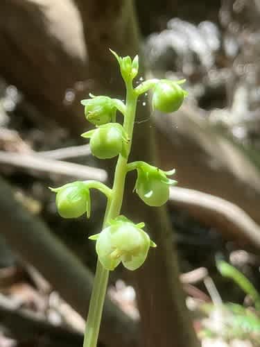 イチヤクソウが開き始める - Awatenのんびりと