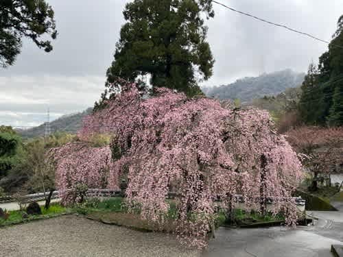 桜便り① - Awatenのんびりと