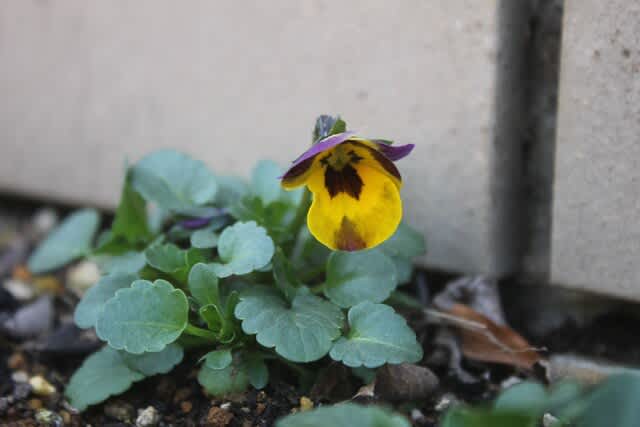 今日の花 - あ～した天気にな～れ