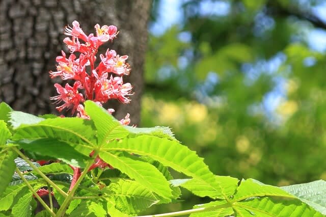 戸越公園のベニバナトチノキ - ドラゴンのホームページ http://home.d06.itscom.net/dragon/ ブログ