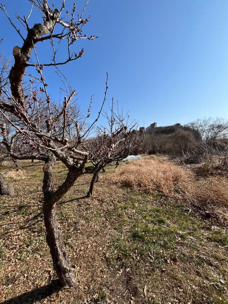 橘孝三郎 愛郷を超えて行動へ - 公開メモ DXM 1977 ヒストリエ