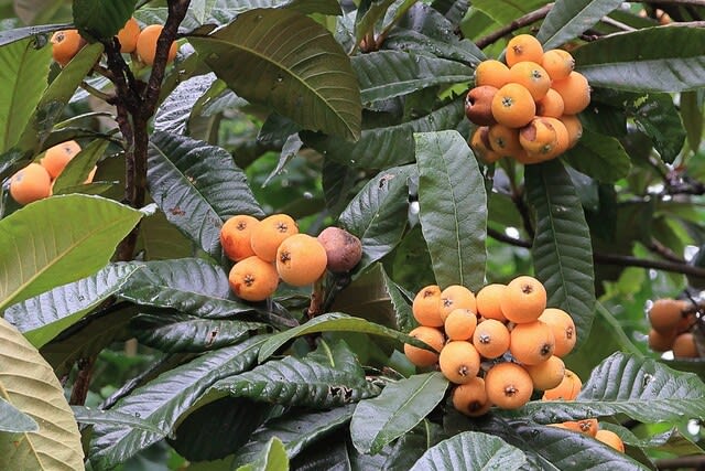 佐伯山緑地の紫陽花 - ドラゴンのホームページ http://home.d06.itscom.net/dragon/ ブログ