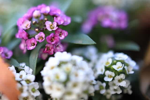 世田谷区立東玉川第2児童遊園 - ドラゴンのホームページ http://home.d06.itscom.net/dragon/ ブログ