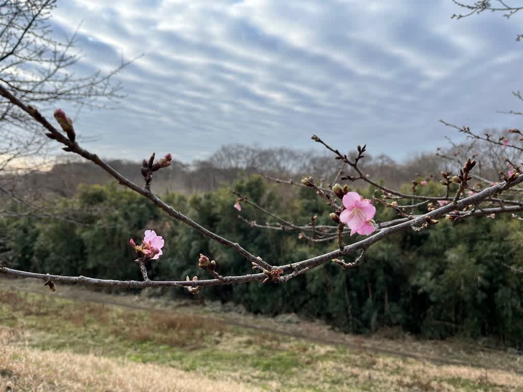 桜咲く ただしソメイヨシノではない - 公開メモ DXM 1977 ヒストリエ