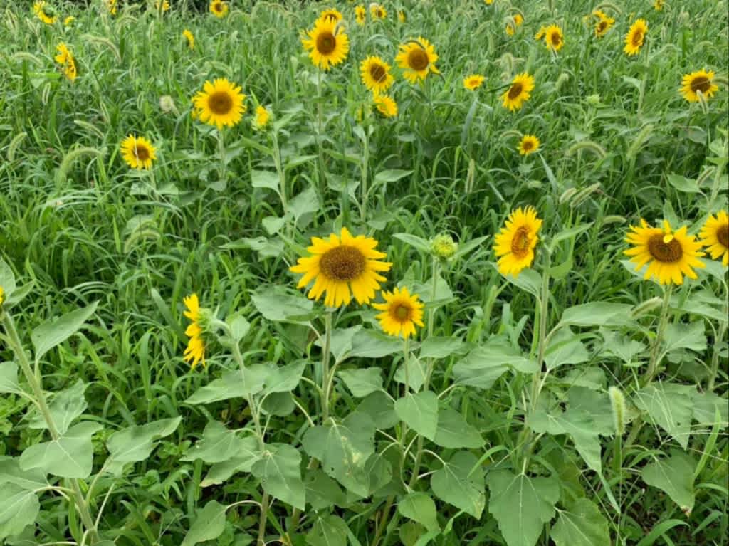 妖精の想い - 夢音(ゆのん)～風のおるごーる～ atelier JUNON