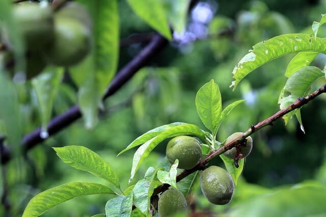 公園の実 - ドラゴンのホームページ http://home.d06.itscom.net/dragon/ ブログ