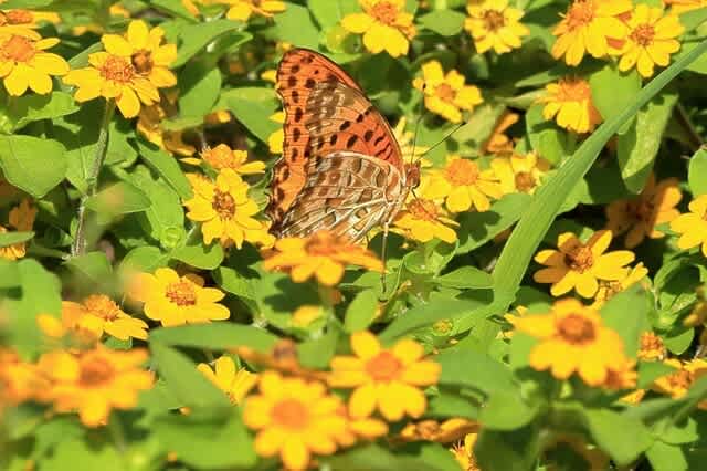 東玉川第2公園 - ドラゴンのホームページ http://home.d06.itscom.net/dragon/ ブログ