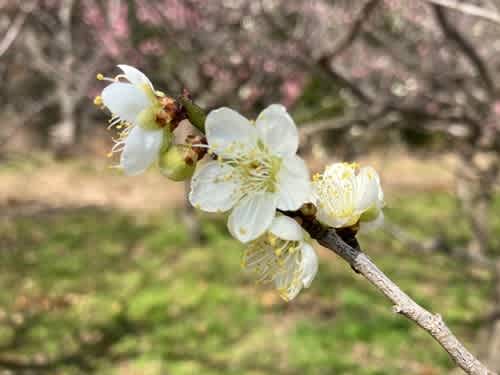 梅の花 - Awatenのんびりと