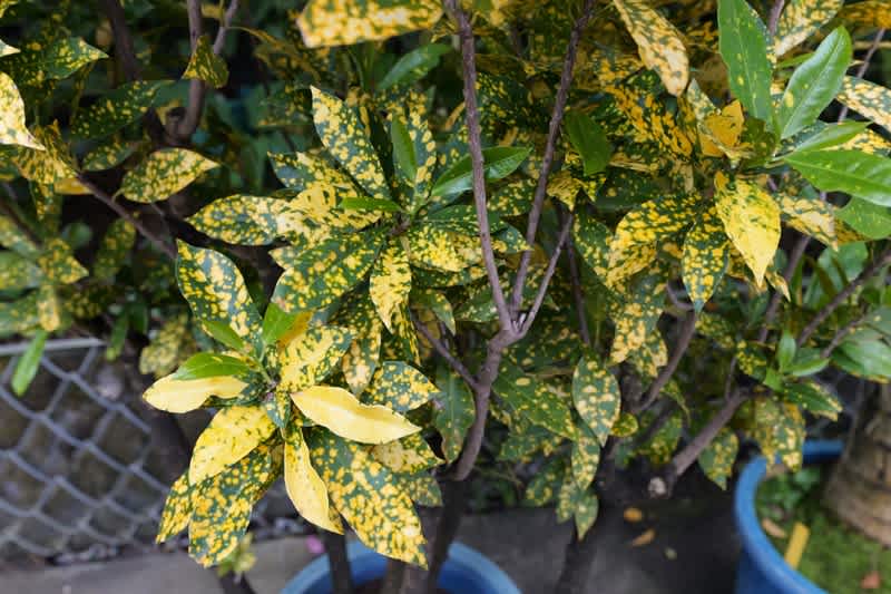 LUMIX S5M2 S 14-28mm F4-5.6 新宿御苑温室2 - gooブログはじめました！