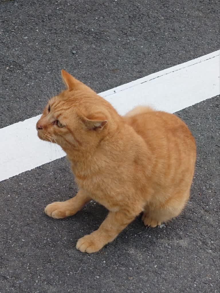 来訪者などなど - 夢音(ゆのん)～風のおるごーる～ atelier JUNON