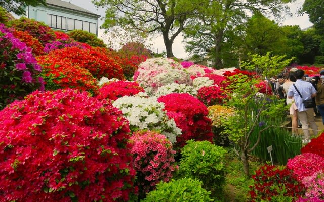文京つつじ祭り～根津神社 - MR.コールマンの挑戦日記