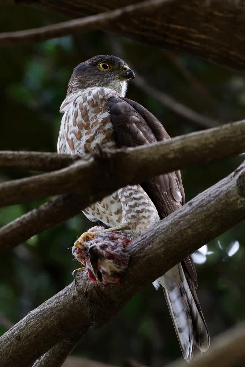 近所の池・・・クロジさんは メスのようです！ - fukusuke-photo