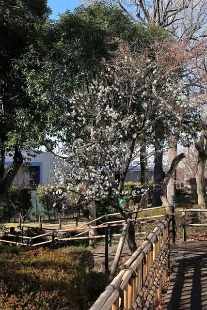 蘇峰公園の源平咲きのウメは？ - ドラゴンのホームページ http://home.d06.itscom.net/dragon/ ブログ