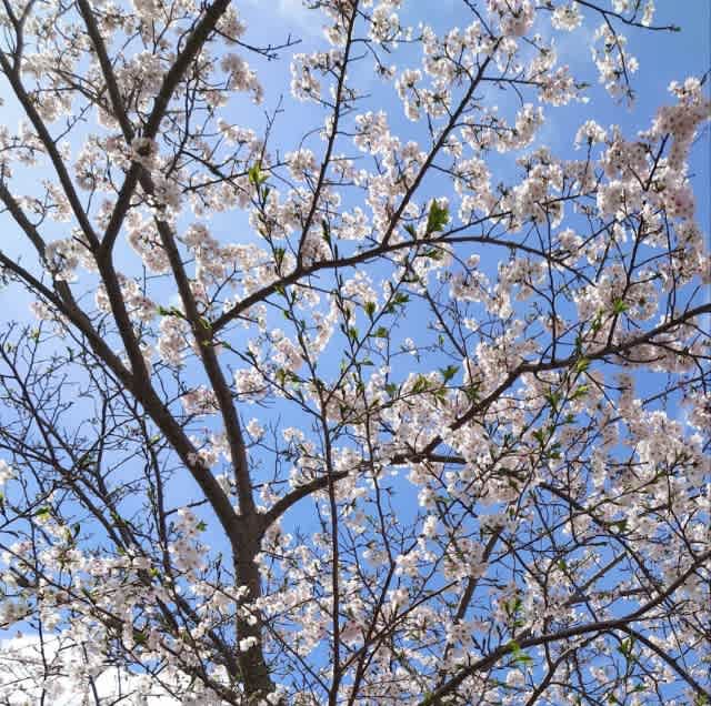 ささやかな花見 - 夢音(ゆのん)～風のおるごーる～ atelier JUNON