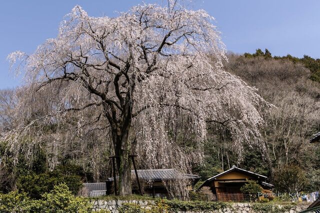 花と空 ～ by空倶楽部 - Morinoki 2011