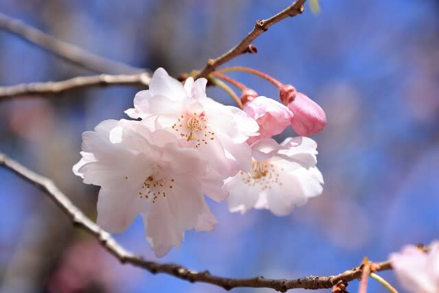 洗足池公園で花見と宴会 - ドラゴンのホームページ http://home.d06.itscom.net/dragon/ ブログ