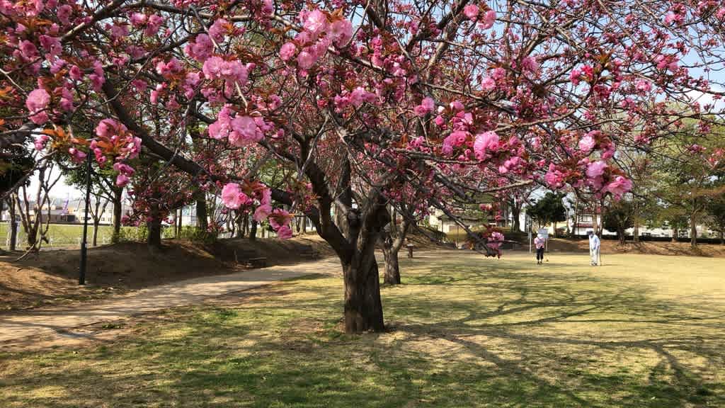 11年前は今日が満開だった八重桜 - 公開メモ DXM 1977 ヒストリエ