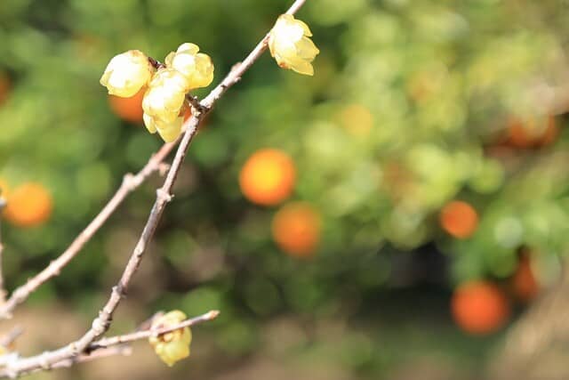 池上梅園を訪問（大田区） - ドラゴンのホームページ http://home.d06.itscom.net/dragon/ ブログ