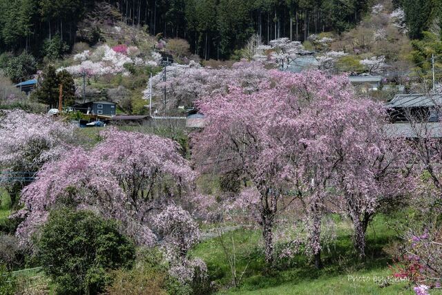 goo blogサービスの提供を終了のお知らせ - Morinoki 2011