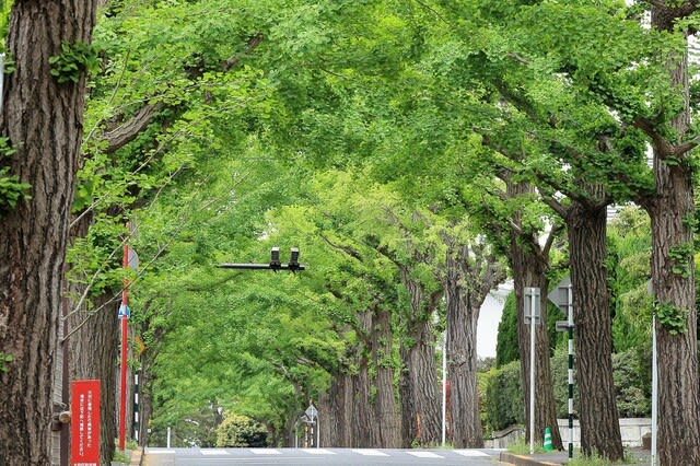新緑の田園調布銀杏並木 - ドラゴンのホームページ http://home.d06.itscom.net/dragon/ ブログ