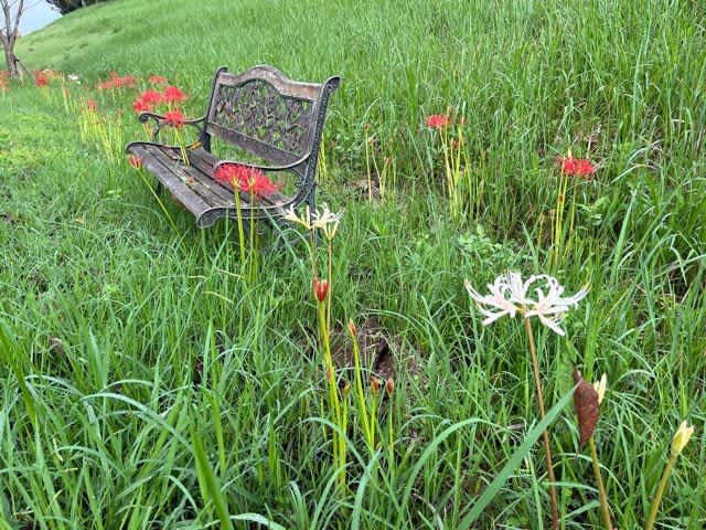 今日いち-2024年10月6日 - 公開メモ DXM 1977 ヒストリエ