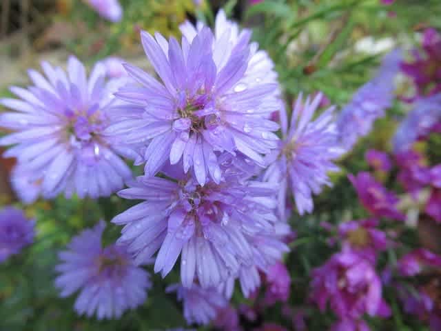 モンテディオ山形 J1昇格プレーオフに進出 - 水無月より